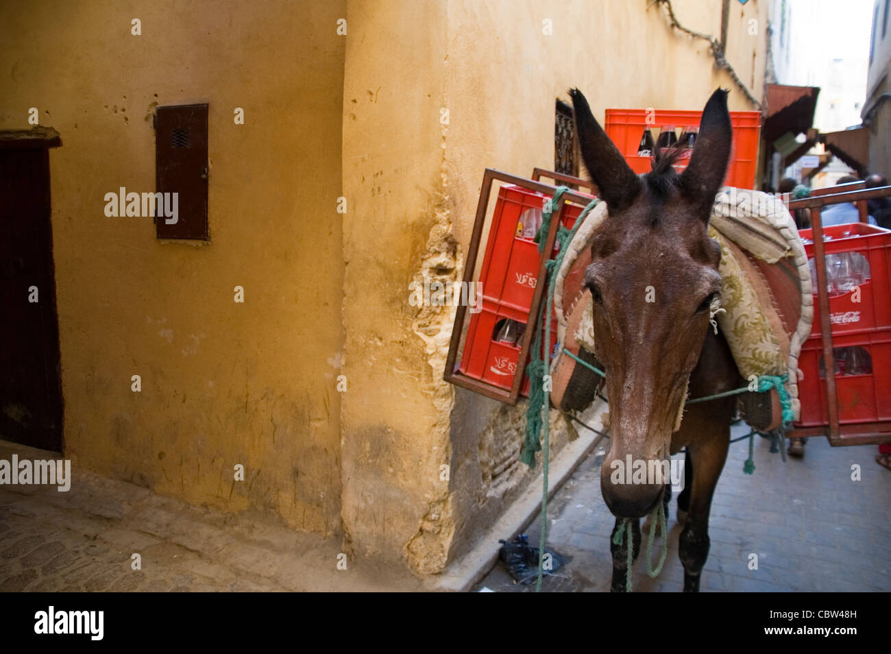 Donkey carrying coca cola through the medina of Fez in northern ...