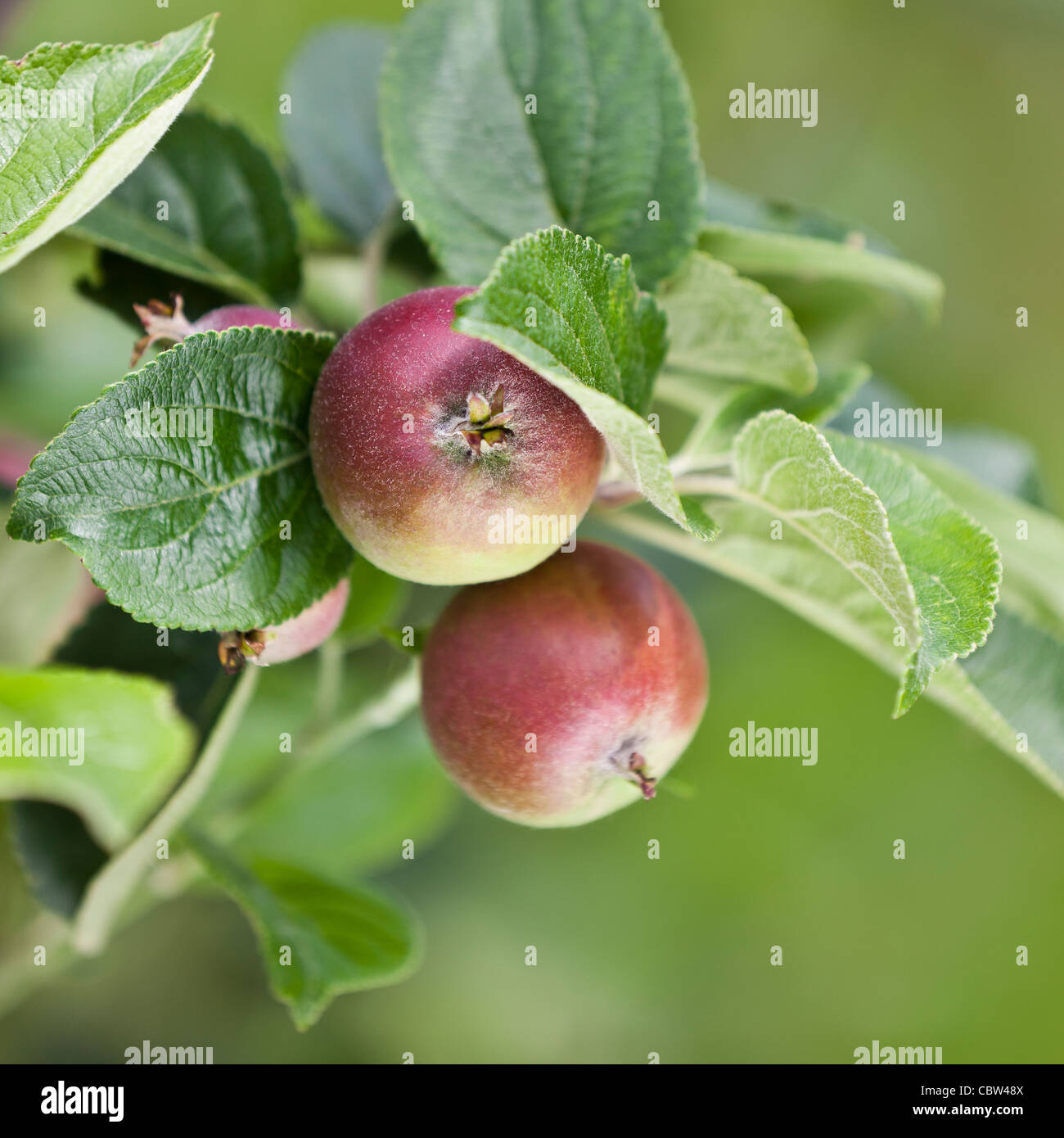 Apple Orchard, Lofthus, Ullensvang, Norway Stock Photo - Alamy