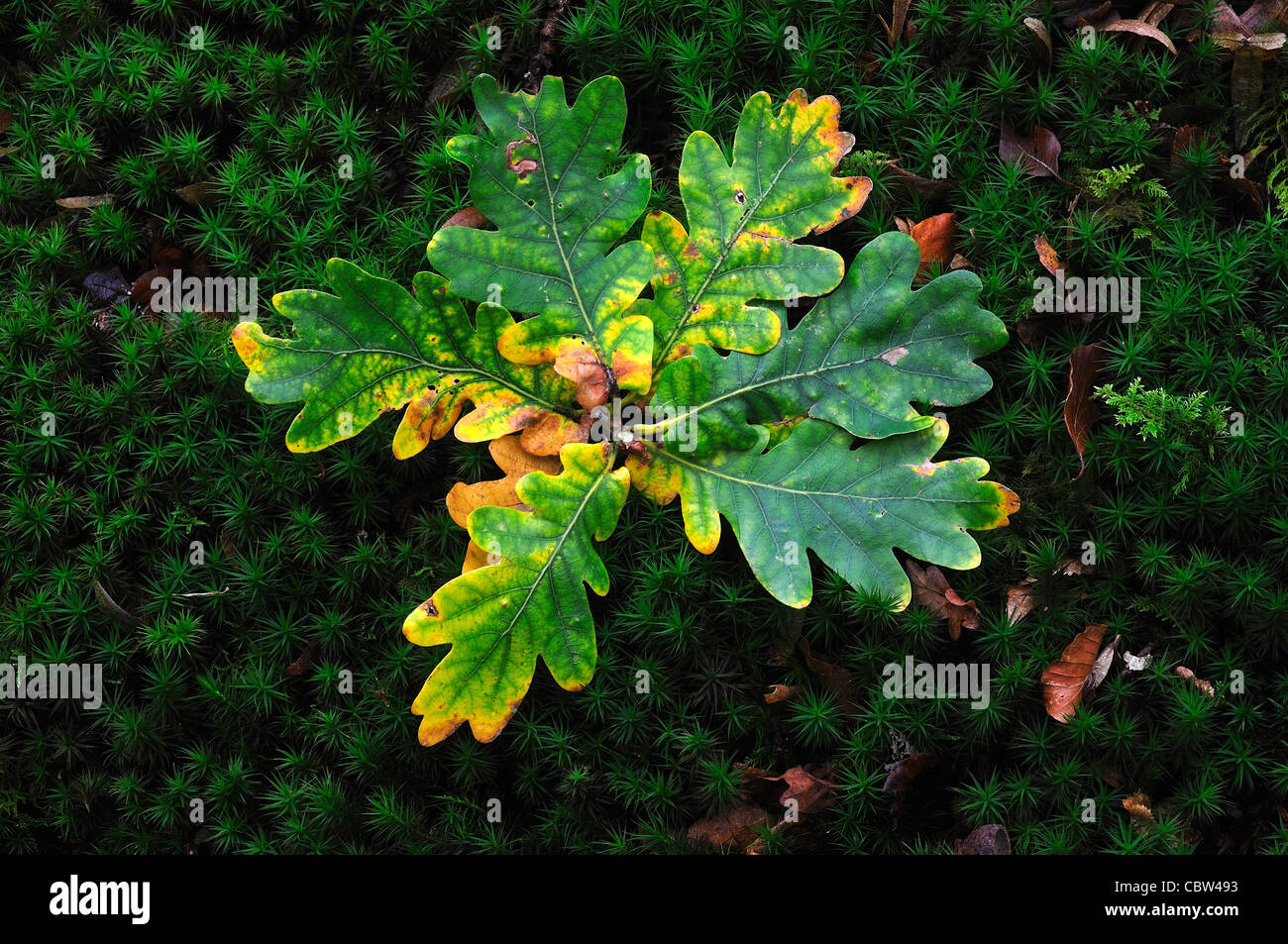 Fallen oak leaves in the Autumn UK Stock Photo - Alamy