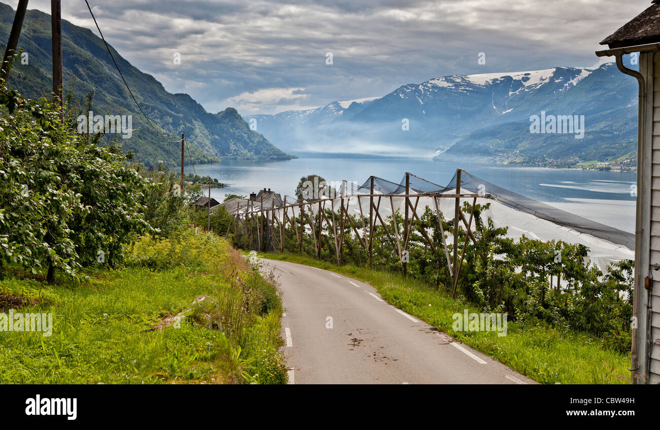 Apple Orchard, Lofthus, Ullensvang, Norway Stock Photo - Alamy