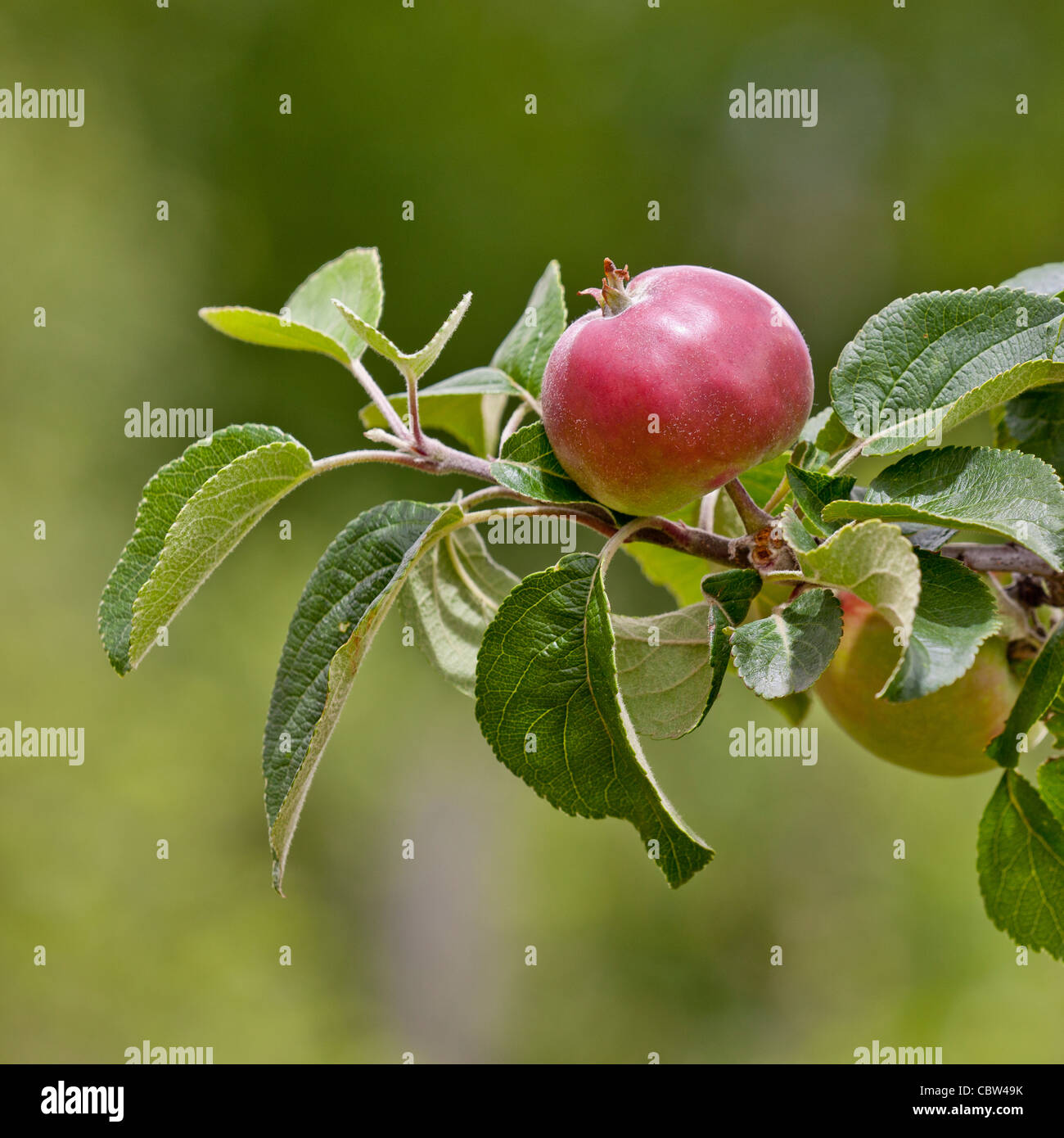 Apple orchard tour hi-res stock photography and images - Alamy