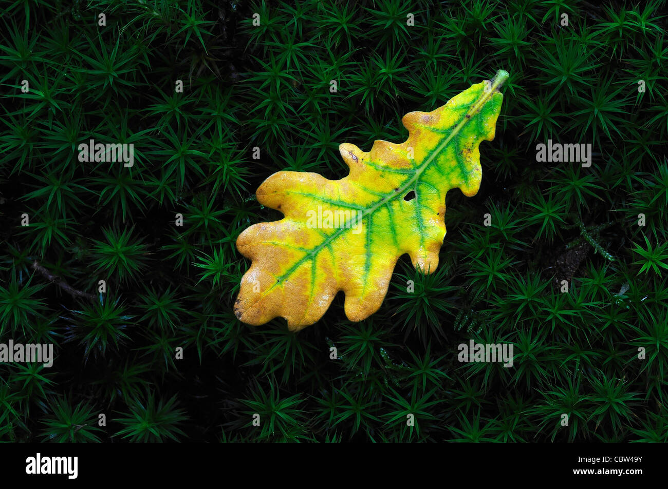 Lobed leaf hi-res stock photography and images - Alamy
