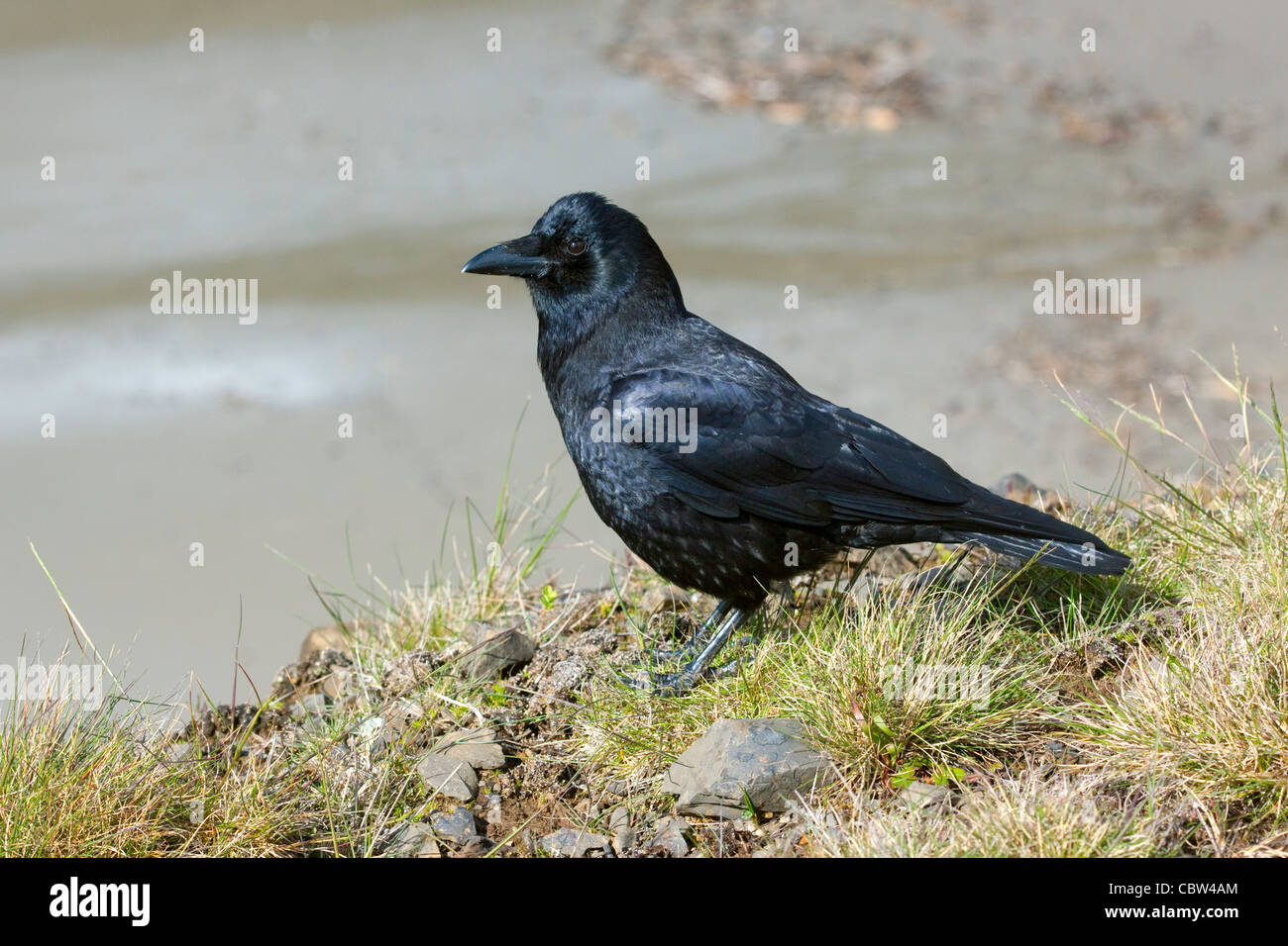 American Crow Flying High Resolution Stock Photography and Images - Alamy