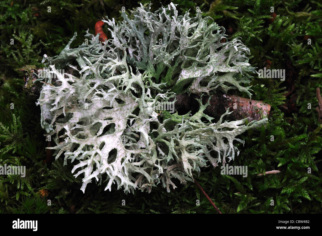 A beautiful piece of lichen UK Stock Photo - Alamy