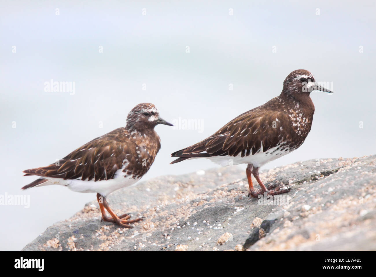 Black turnstone hi-res stock photography and images - Alamy