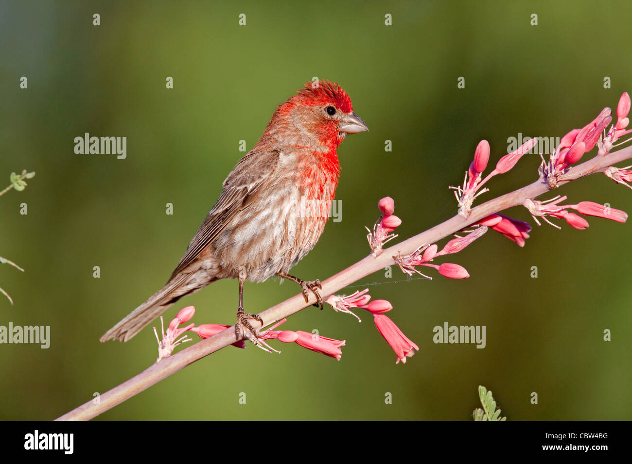 House finch hi-res stock photography and images - Alamy