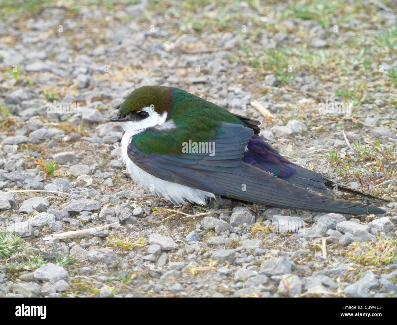 Violet green swallow adult hi-res stock photography and images - Alamy