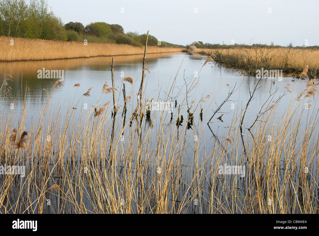 Shapwick heath nature reserve, Somerset, UK April 2010 Stock Photo - Alamy