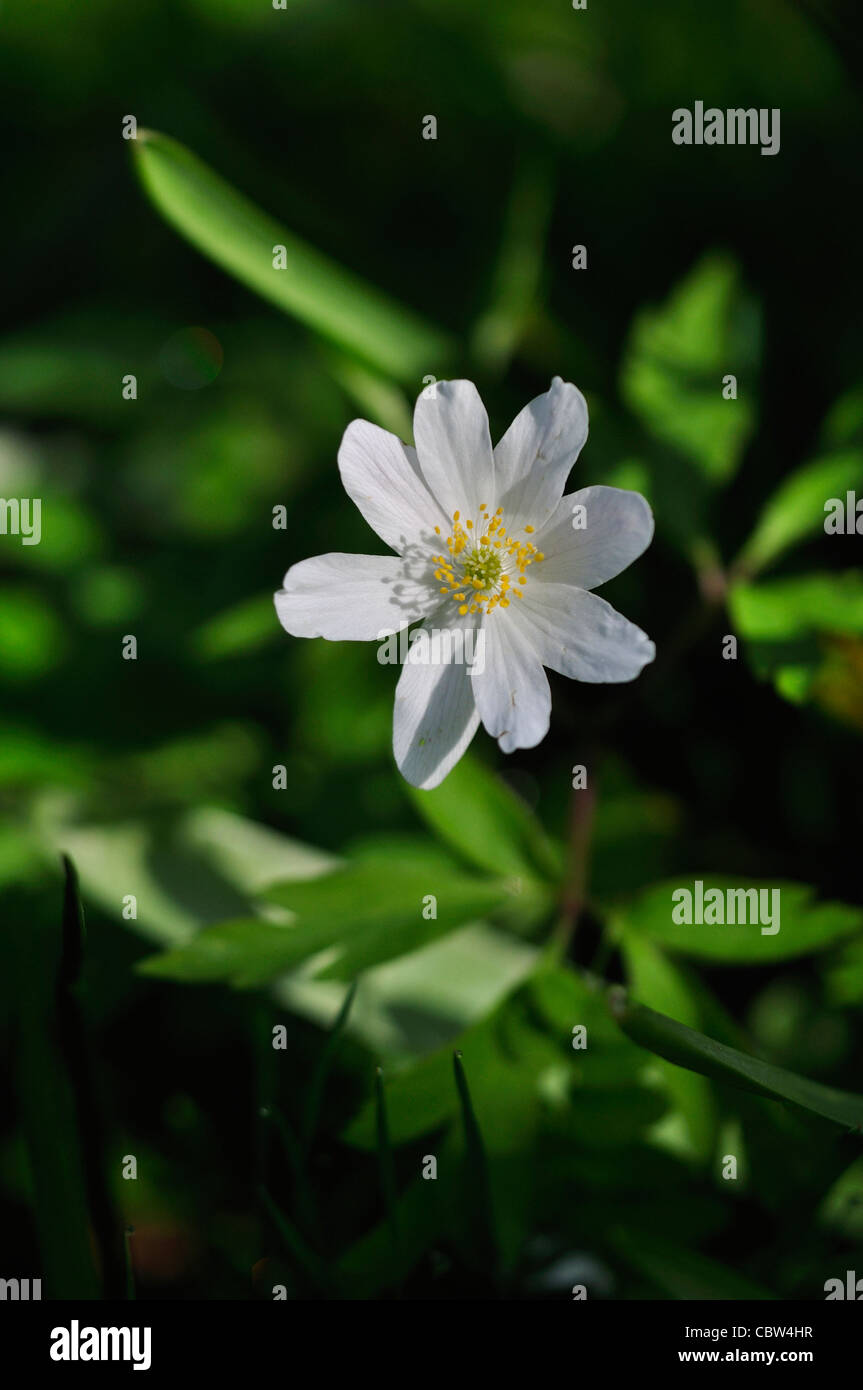 A single white wood anemone in woodland UK Stock Photo - Alamy