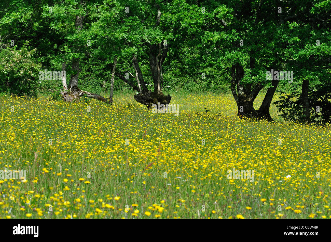 Kingcombe Meadows Dorset Wildlife trust nature reserve. Dorset, UK June ...