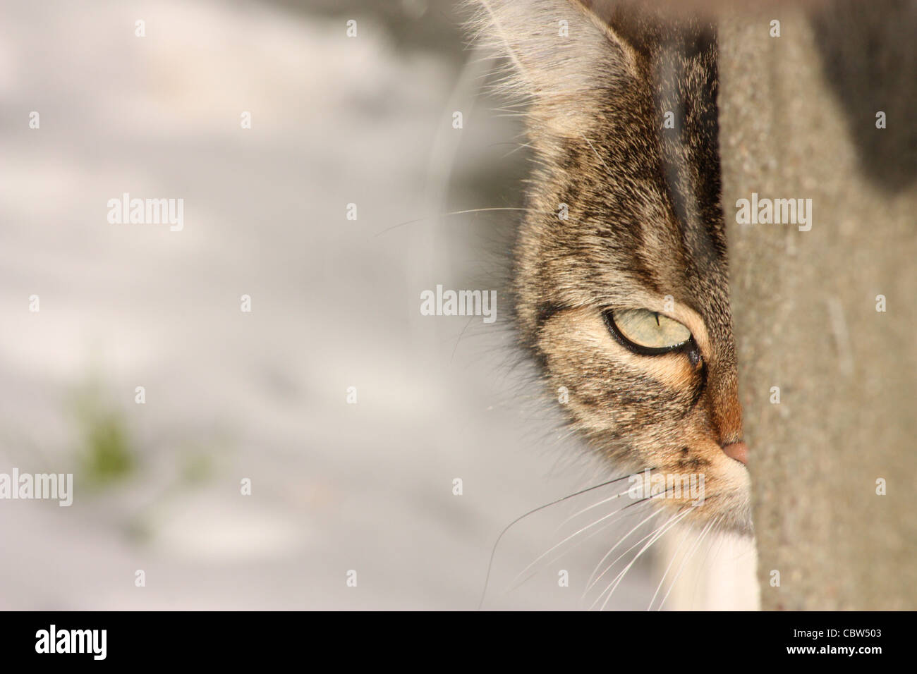 half cat face Stock Photo - Alamy