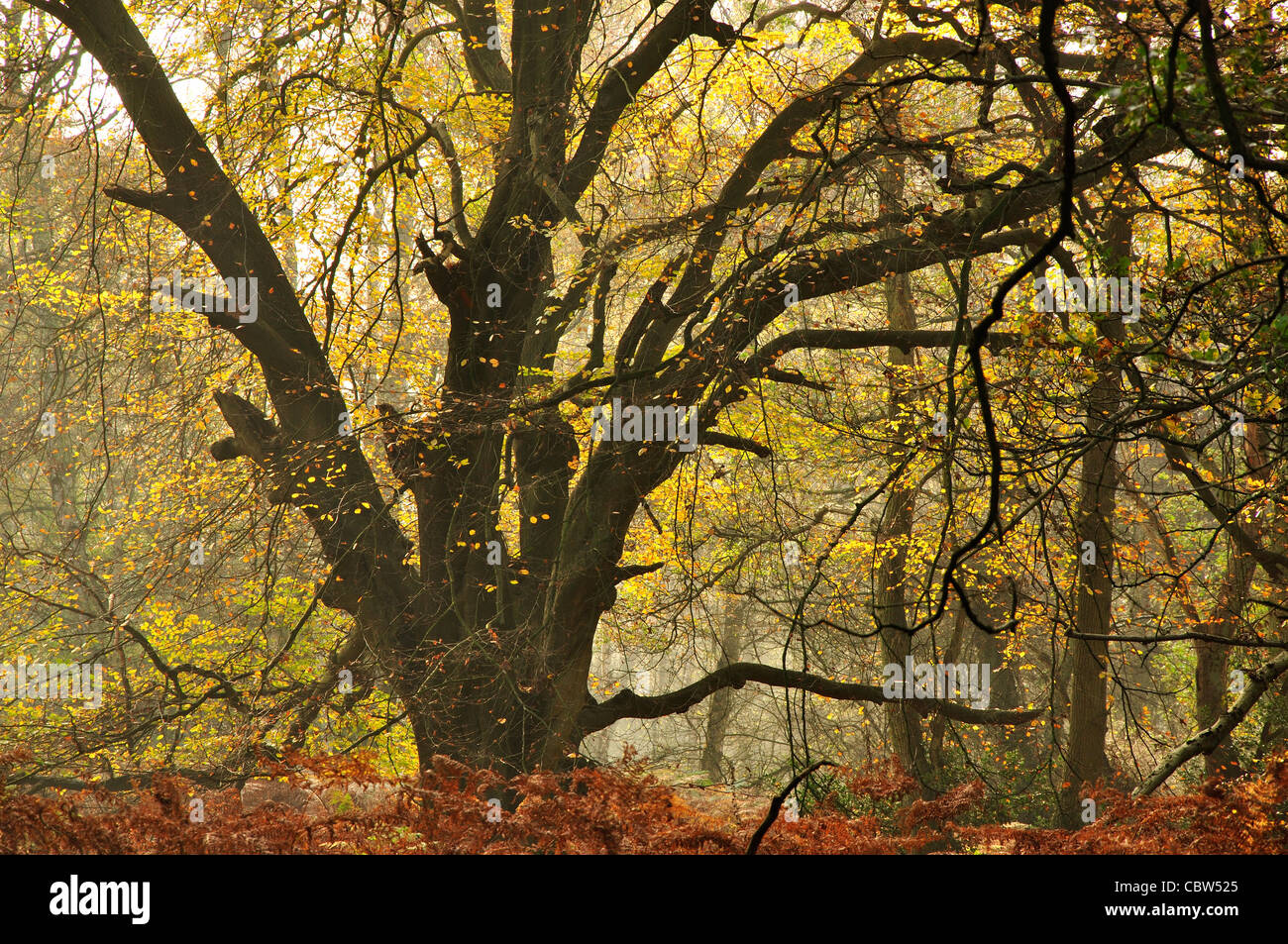 A beautiful beech tree in the Autumn in Ashridge Forest UK Stock Photo ...