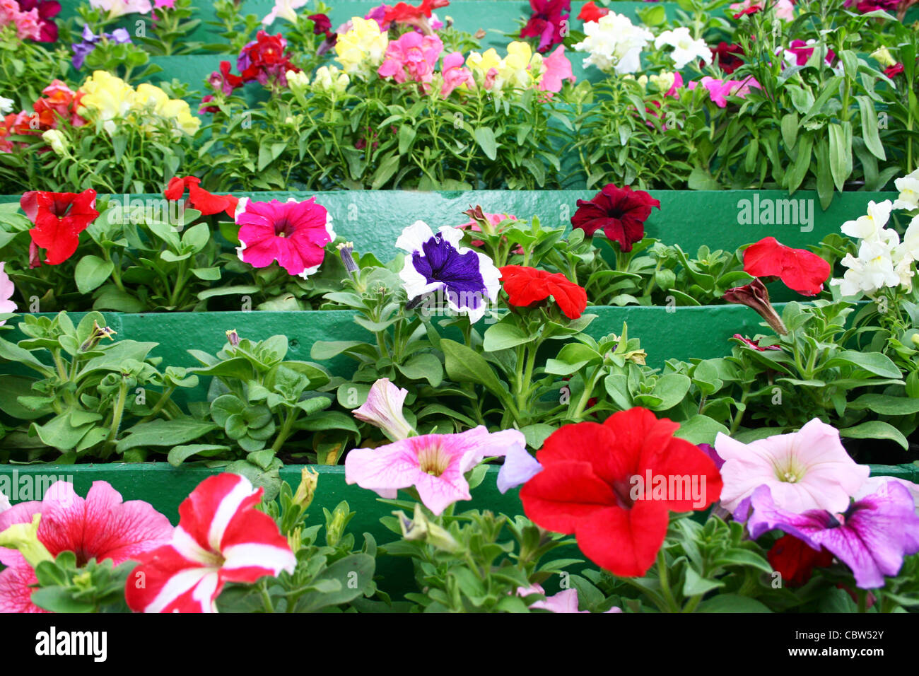Colorful geranium flowers as a background Stock Photo - Alamy