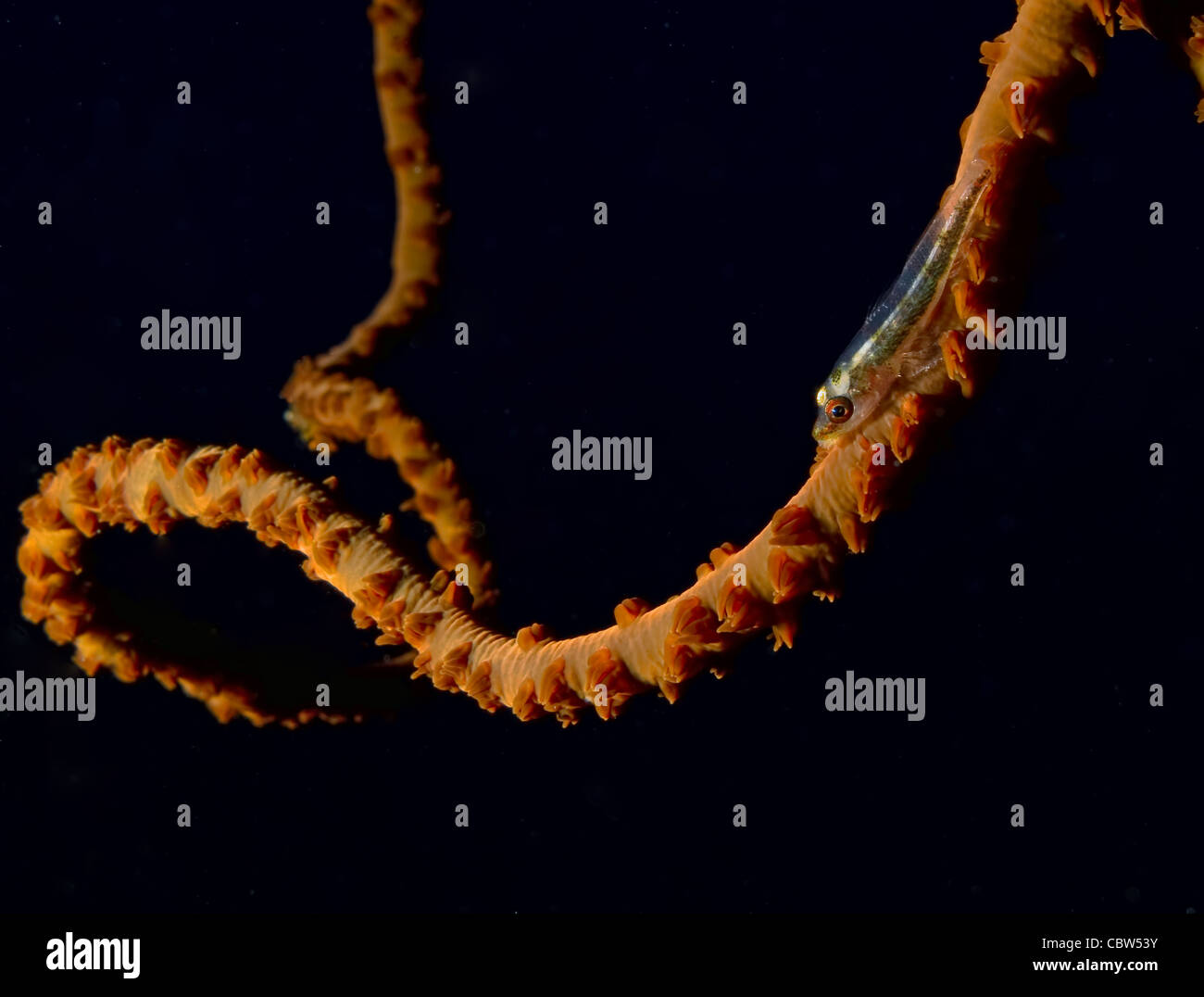 Dark coaster hi-res stock photography and images - Alamy