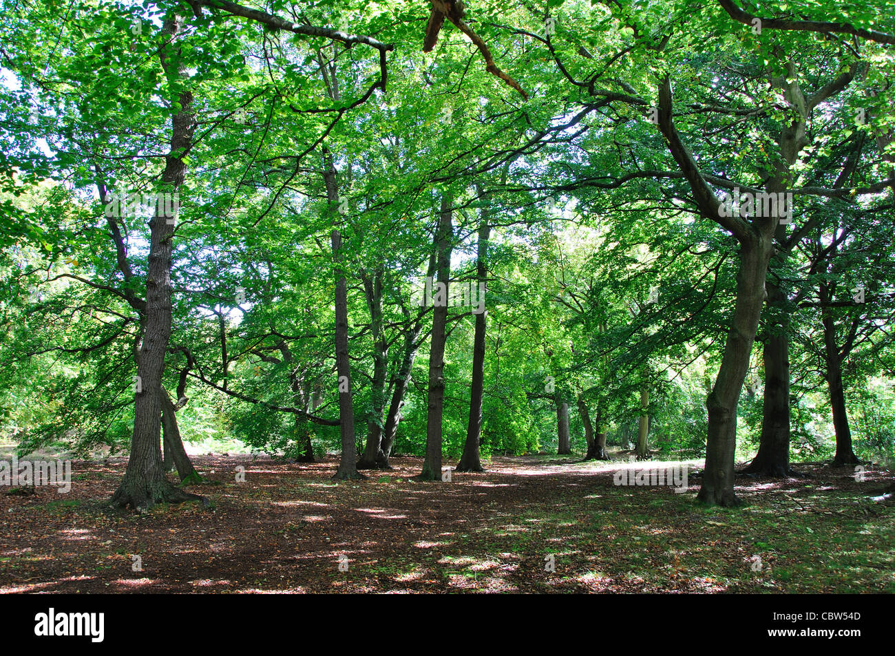 Burnham beeches hi-res stock photography and images - Alamy