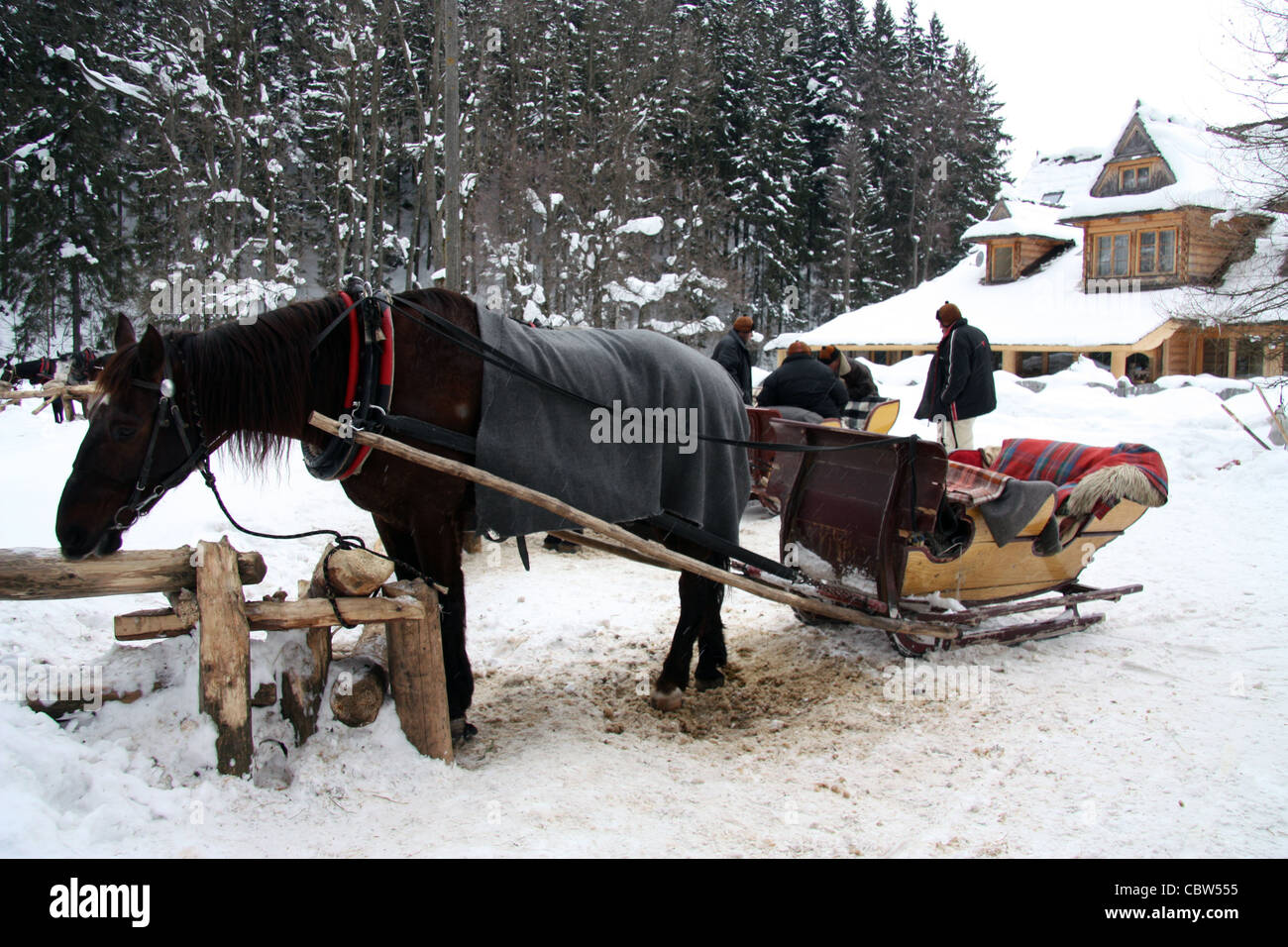 horse sled in snow, zakopane, poland Stock Photo - Alamy