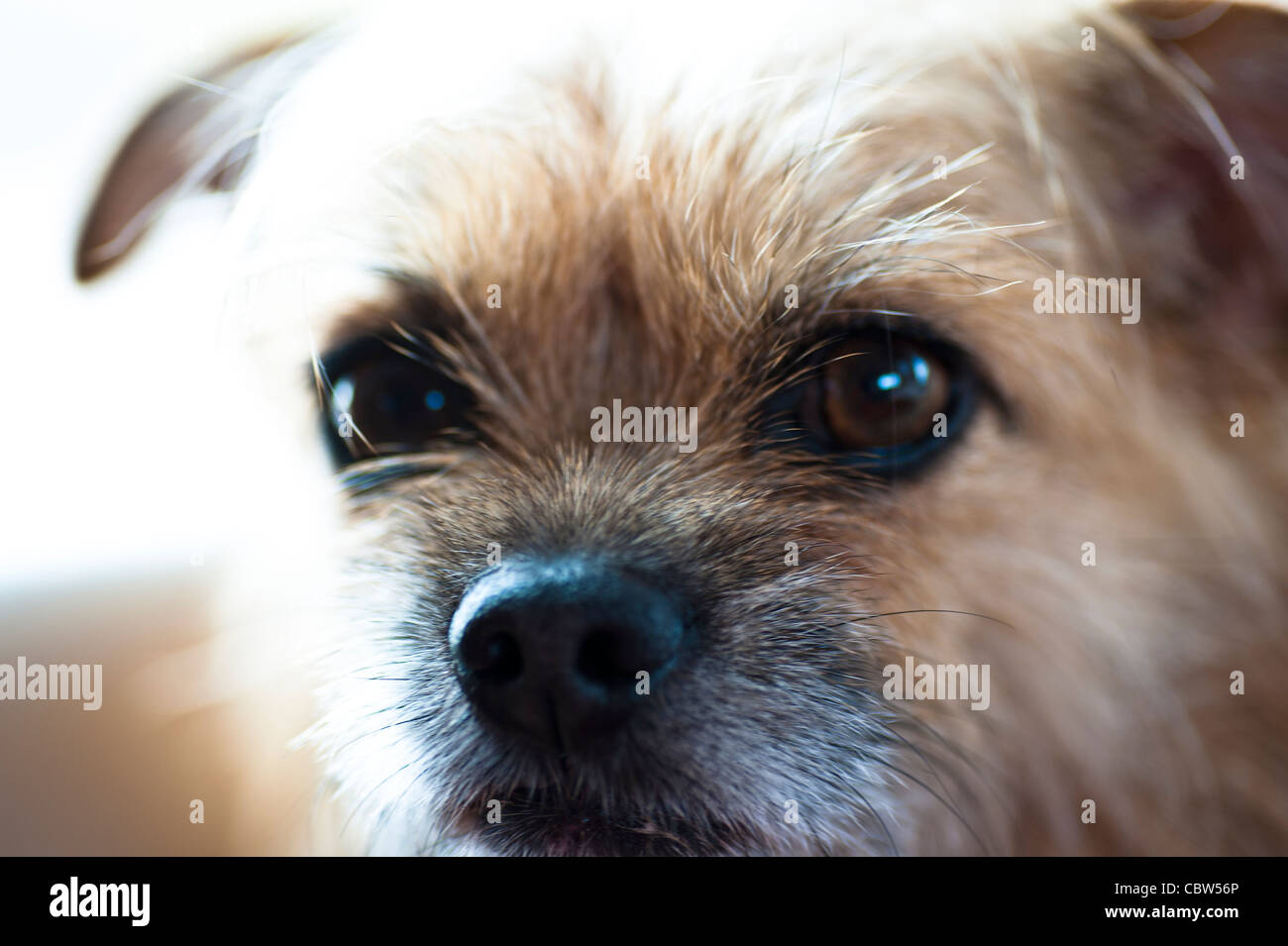 Just a little cute mutt Stock Photo - Alamy