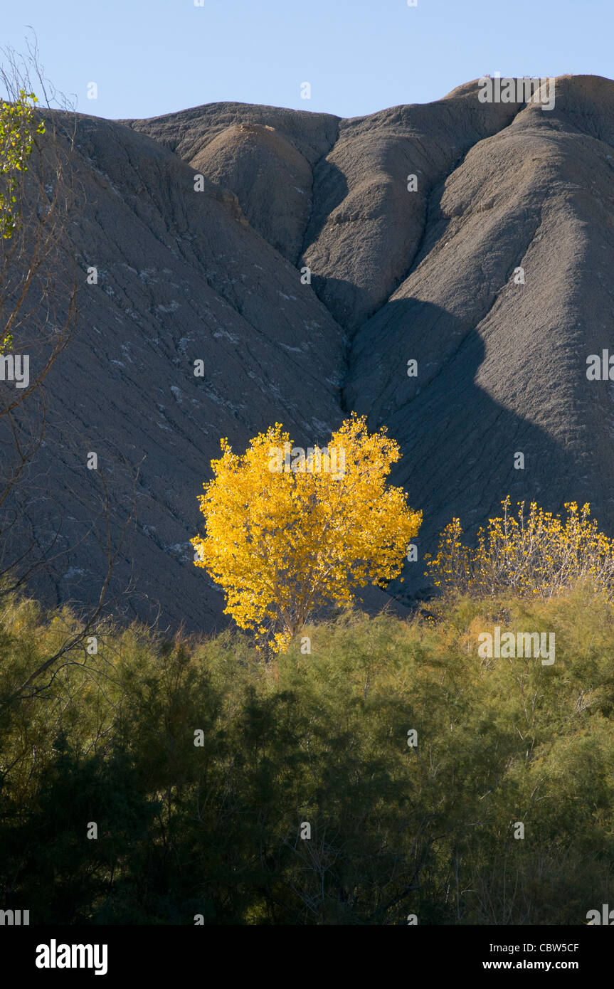 Fall colors Capital Reef National Park Utah Stock Photo - Alamy