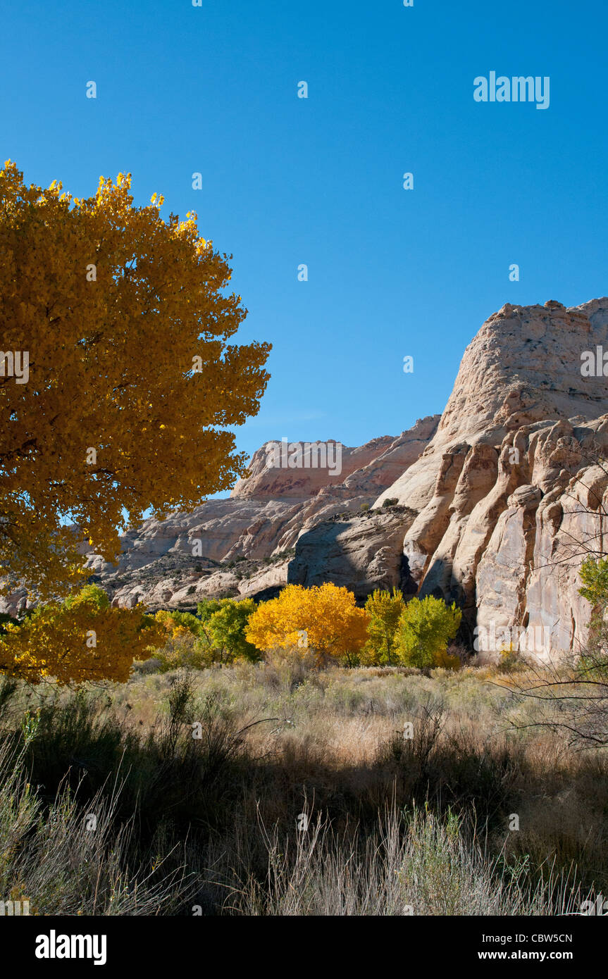 Fall colors Capital Reef National Park Utah Stock Photo - Alamy