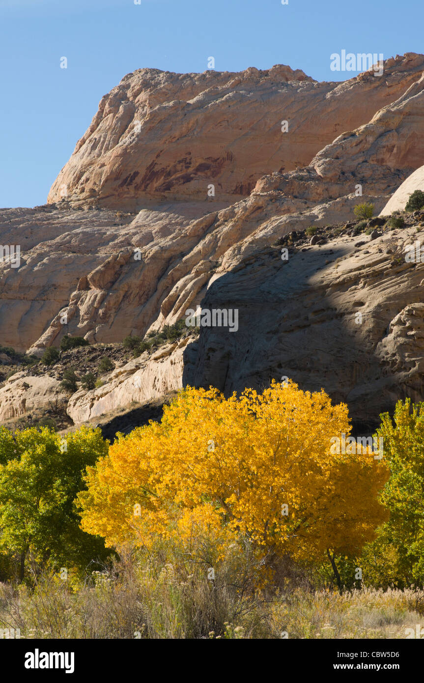 Fall colors Capital Reef National Park Utah Stock Photo - Alamy