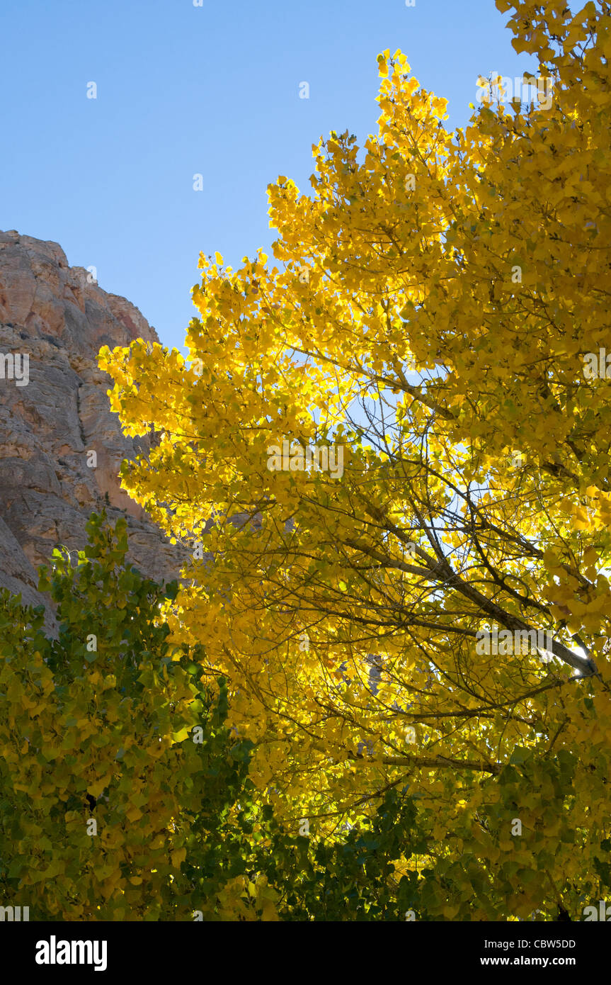 Fall colors Capital Reef National Park Utah Stock Photo - Alamy