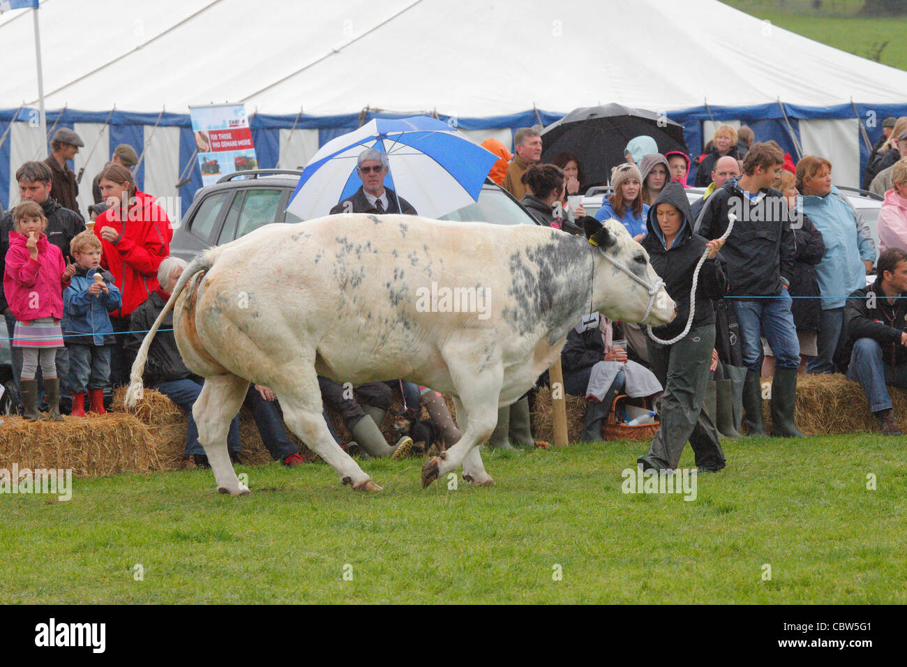 Belgian Blue bullock and owner bullocks, Hesket Newmarket Agricultural ...