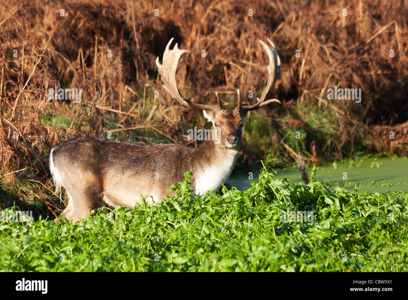 Red Deer Stag Feeding in Stream Stock Photo - Alamy