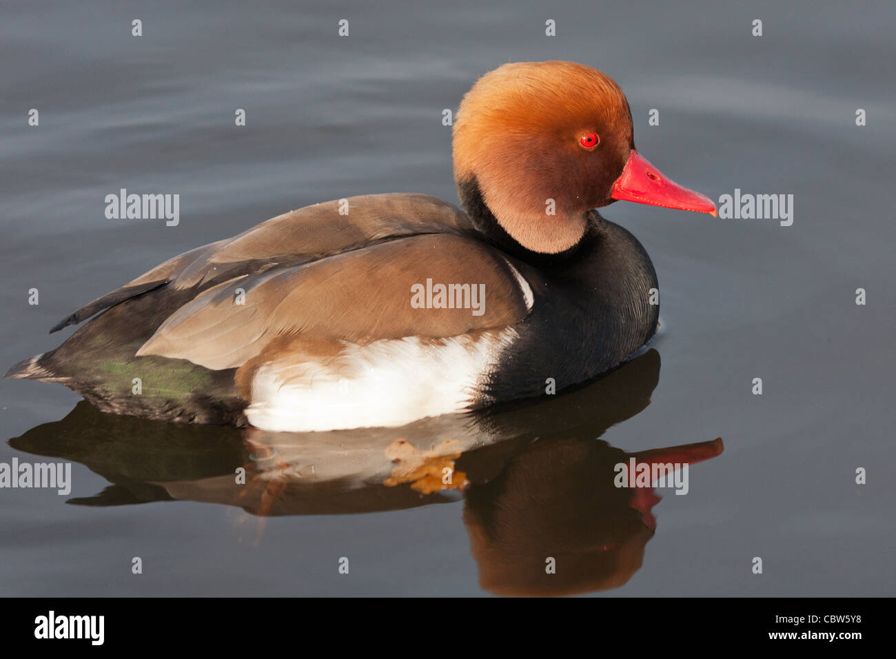 Pochard Duck Red Crested Netta rufina Stock Photo - Alamy