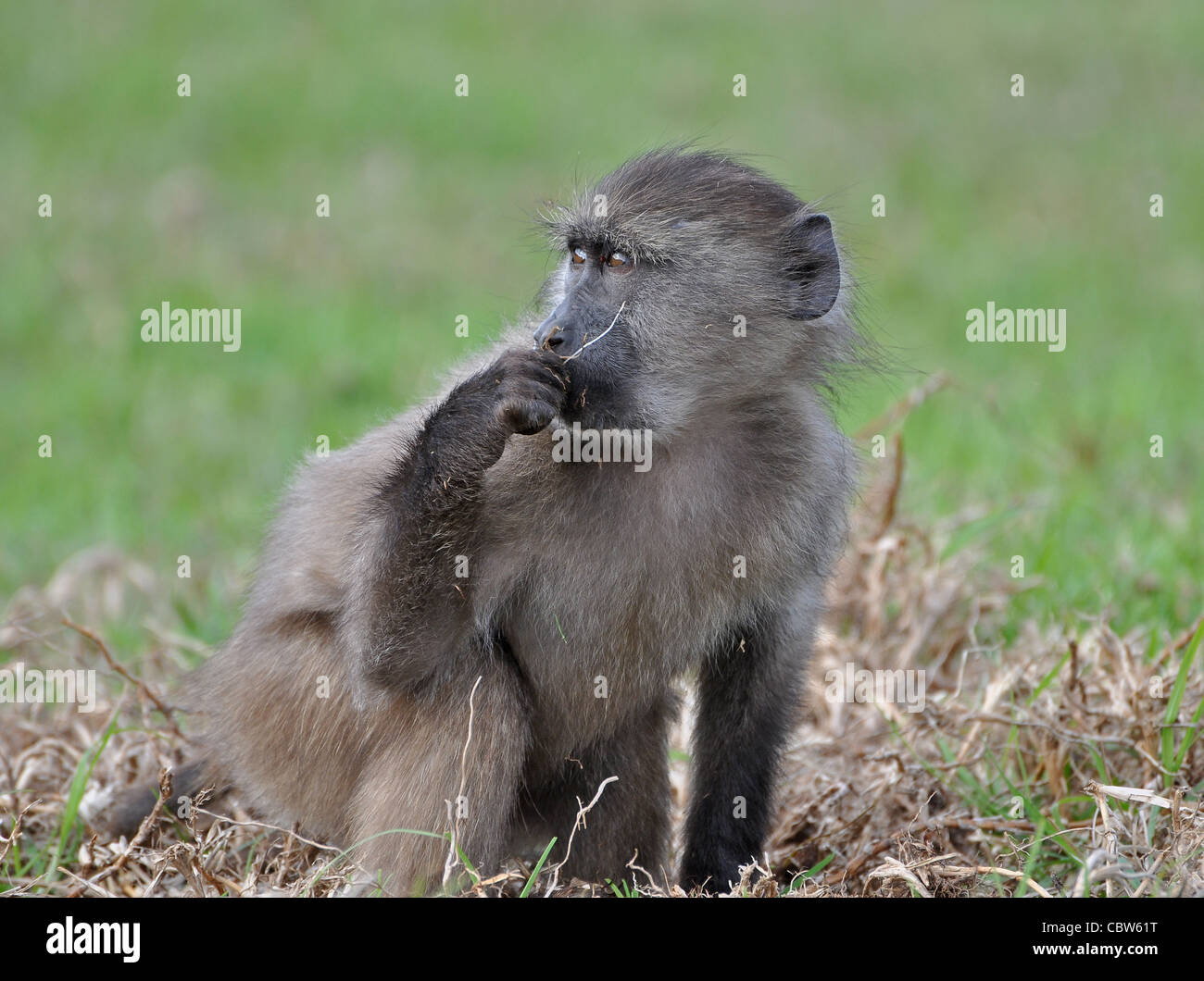 Monkey town south africa hi-res stock photography and images - Alamy