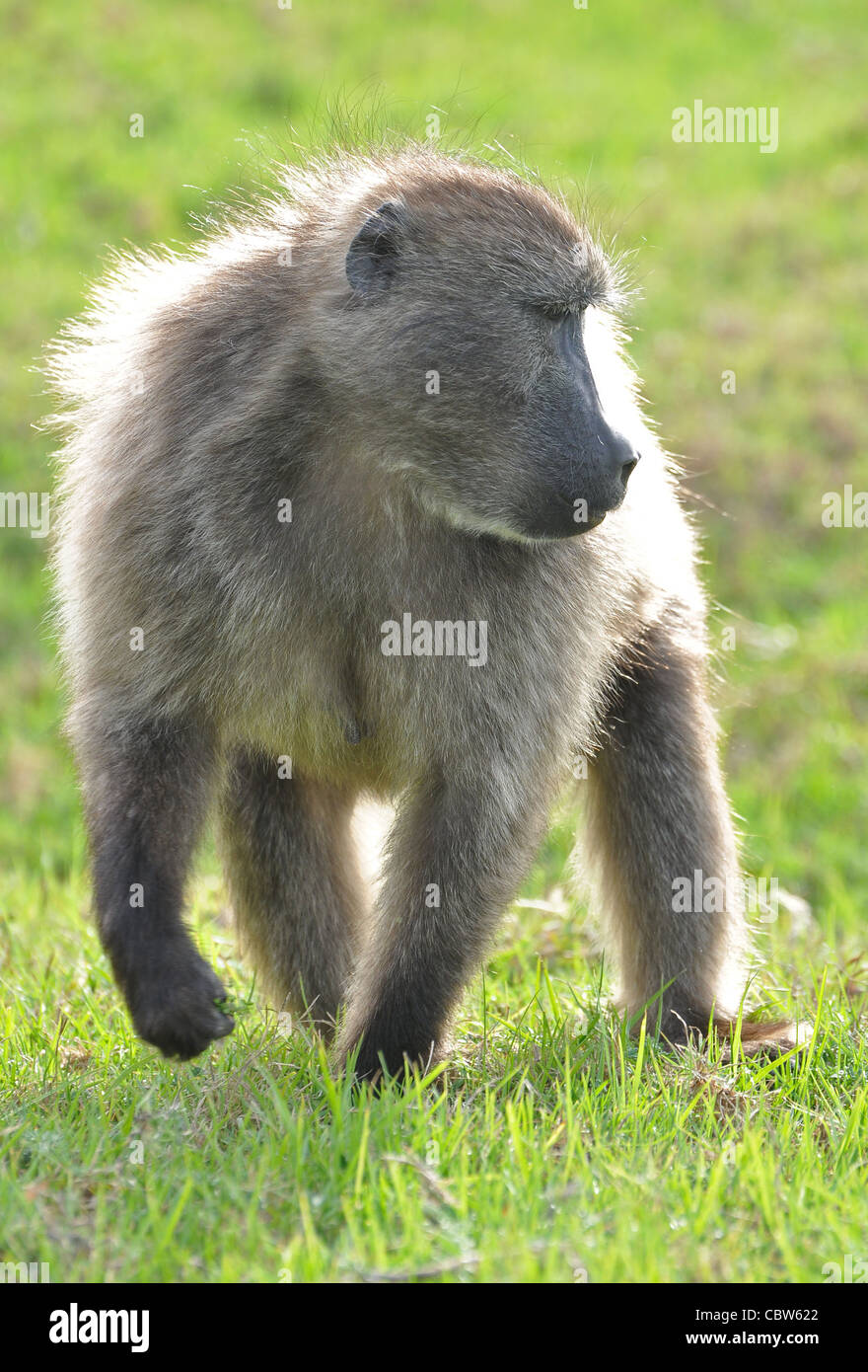 Monkey town south africa hi-res stock photography and images - Alamy