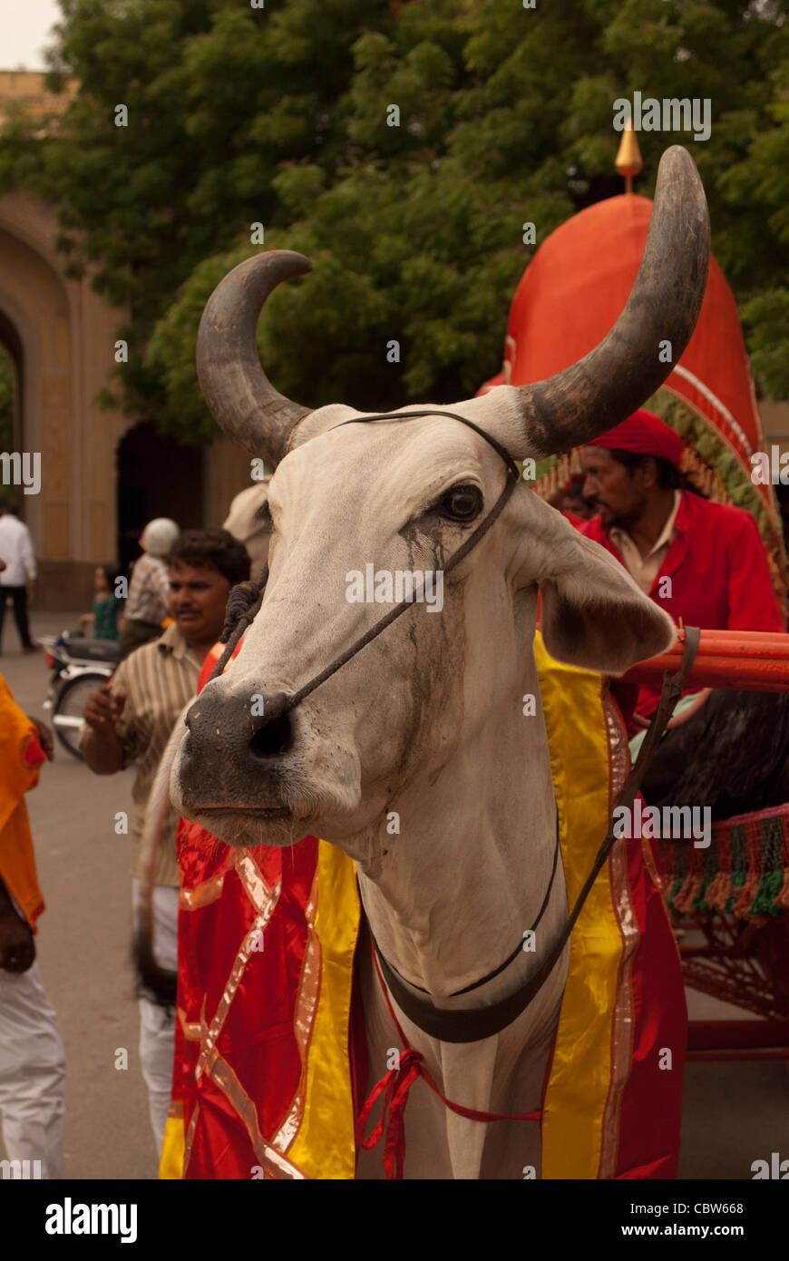 Teej Festival Jaipur India Stock Photo - Alamy
