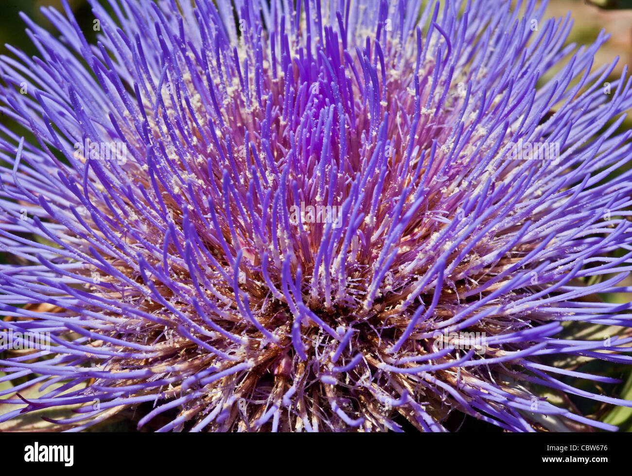 Floral cardi hi-res stock photography and images - Alamy