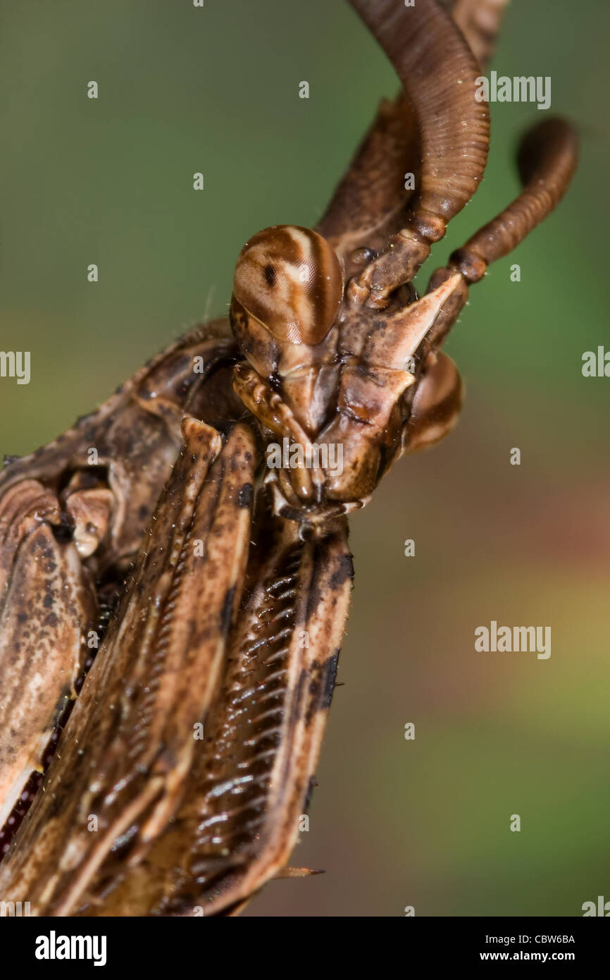 Family mantidae species hi-res stock photography and images - Alamy