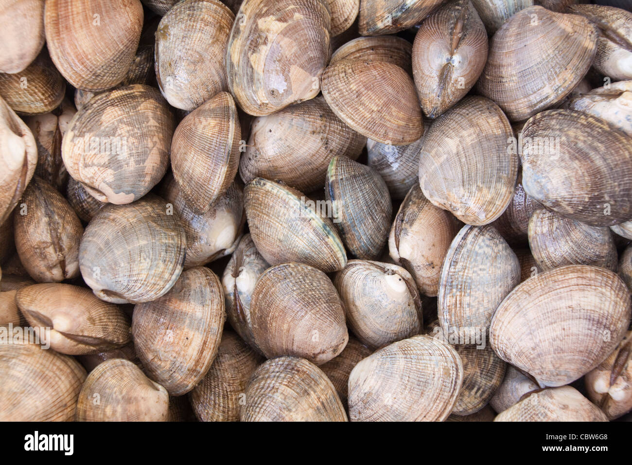 Bucket of clams hi-res stock photography and images - Alamy
