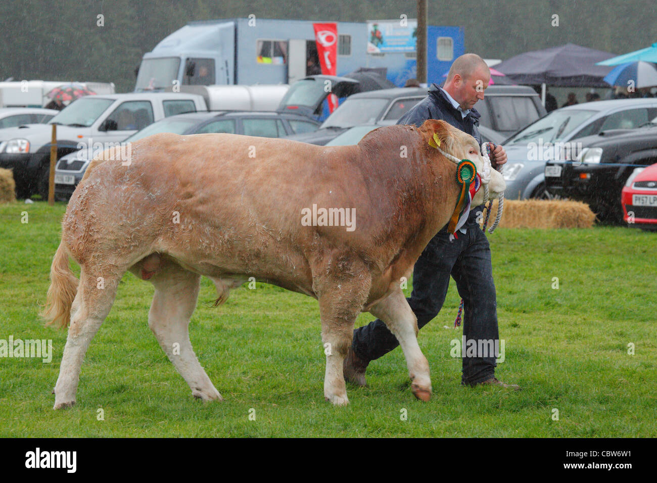 British blonde cattle hi-res stock photography and images - Alamy