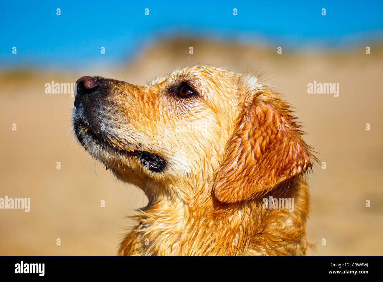 Pedigree race hi-res stock photography and images - Alamy