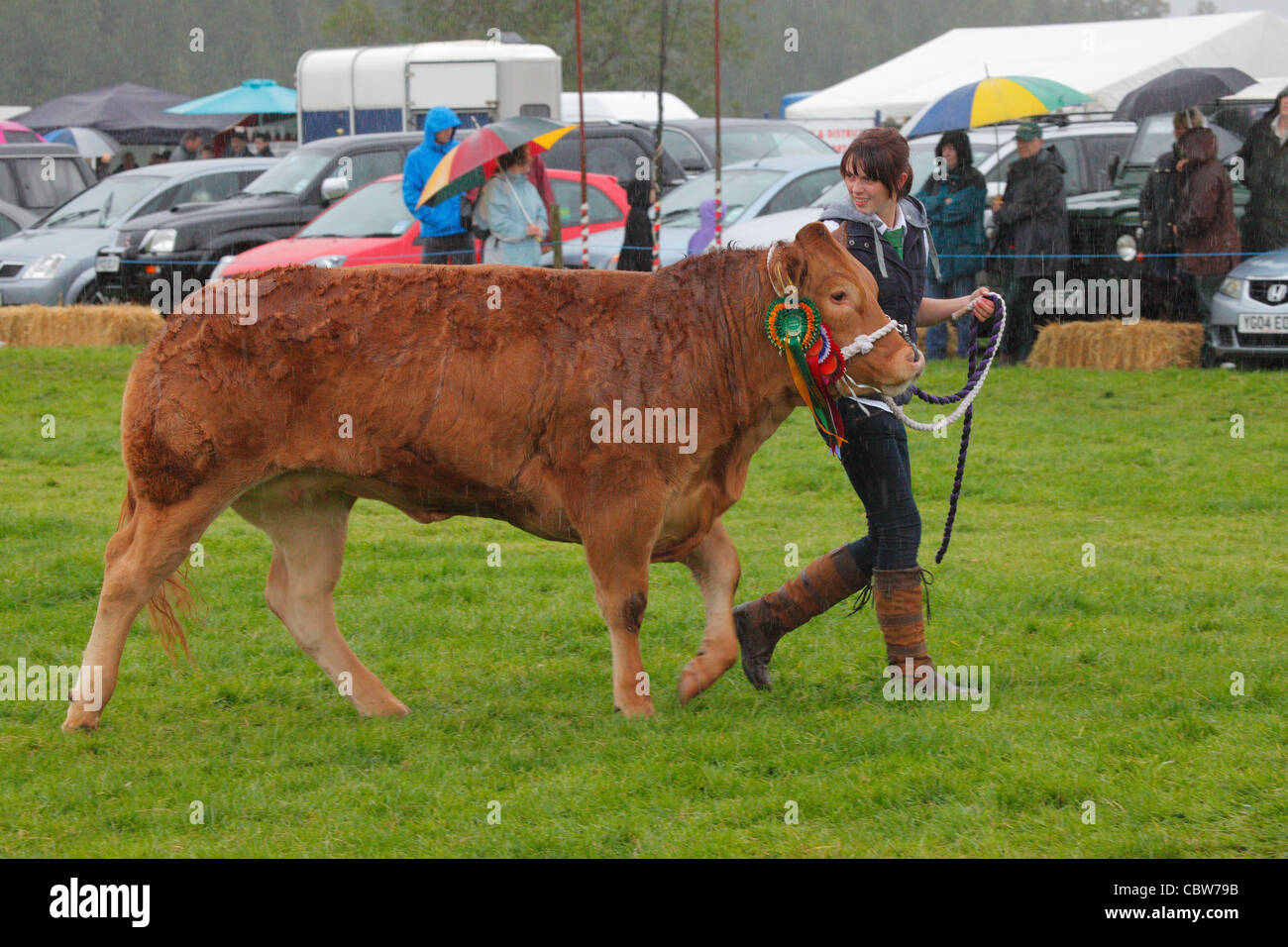 Limousin bullock being lead by girl at Hesket Newmarket Agricultural ...