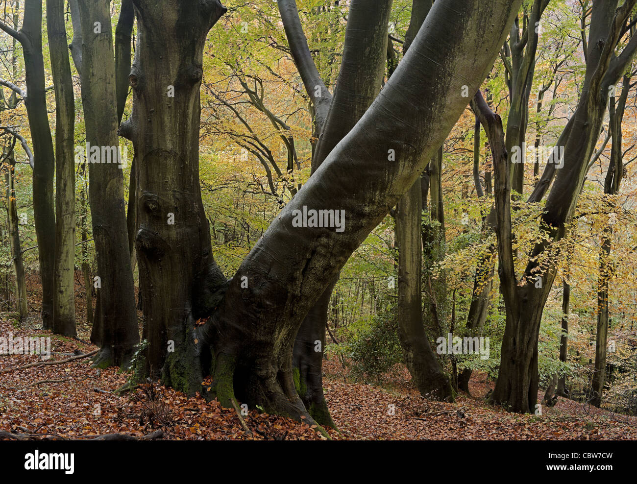 Beech woodland in autumn, Workman's Wood, Stroud Stock Photo - Alamy