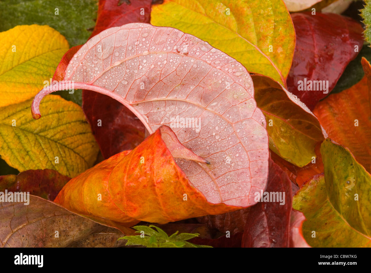 Curled leaf hi-res stock photography and images - Alamy