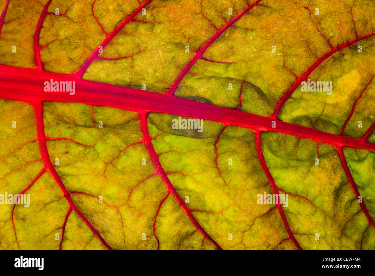 Close up of a Rainbow Chard Leaf Stock Photo - Alamy