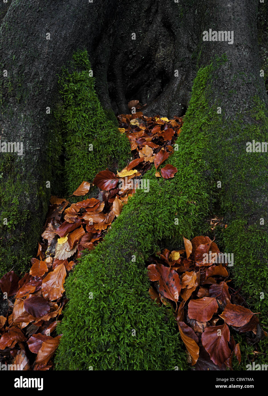 Beech wood hi-res stock photography and images - Alamy