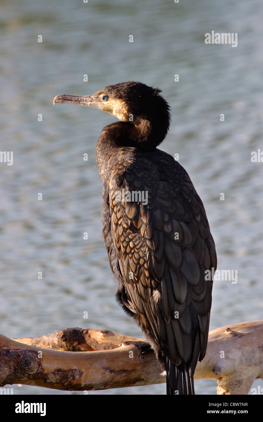 Cormorant laid down in a branch scanning the horizon Stock Photo - Alamy Cormorant laid down in a branch scanning the horizon Stock Photo - Alamy