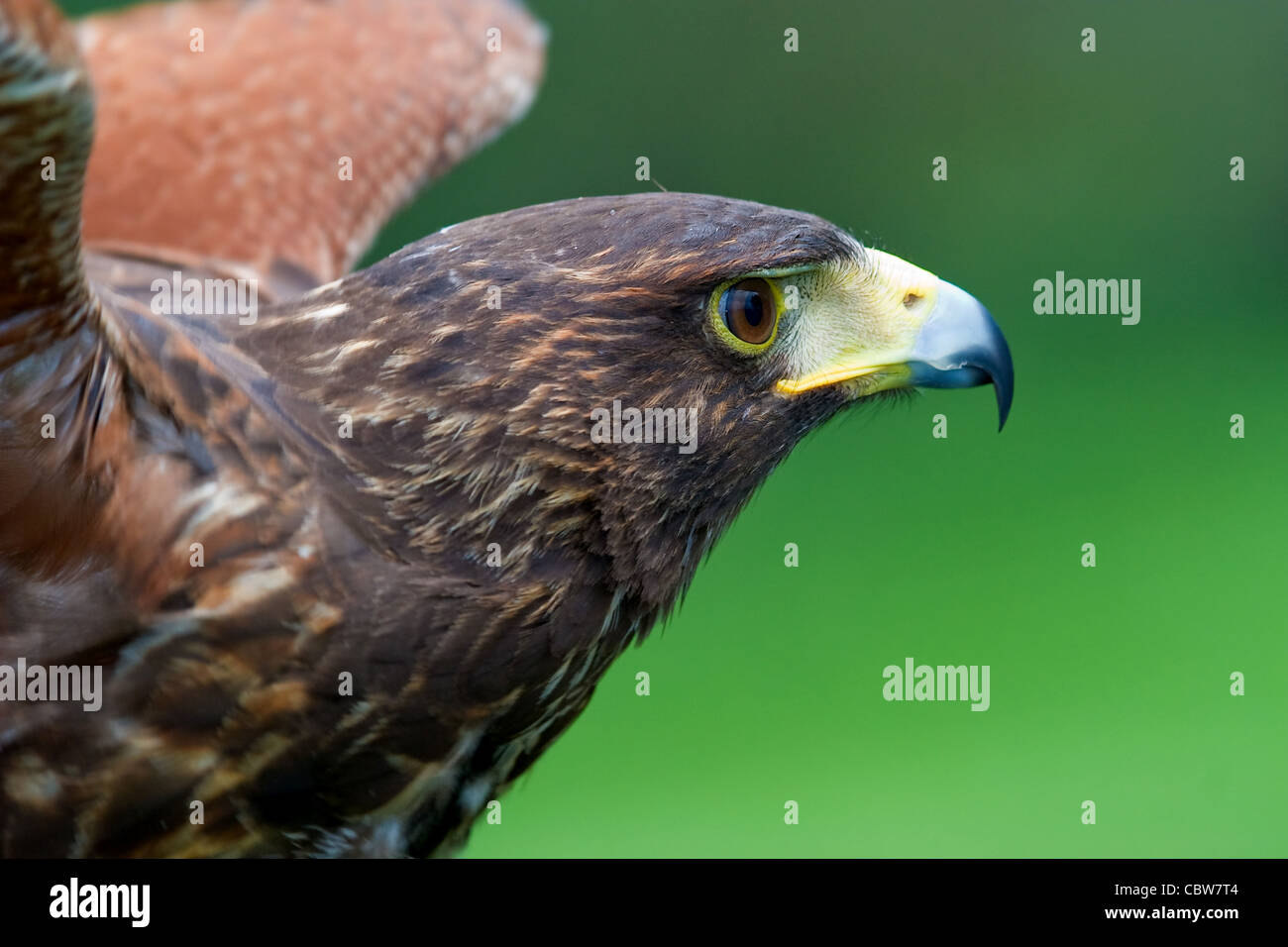 Falcon's wonderful specimen of Harris posing placidly ( Parabuteo ...