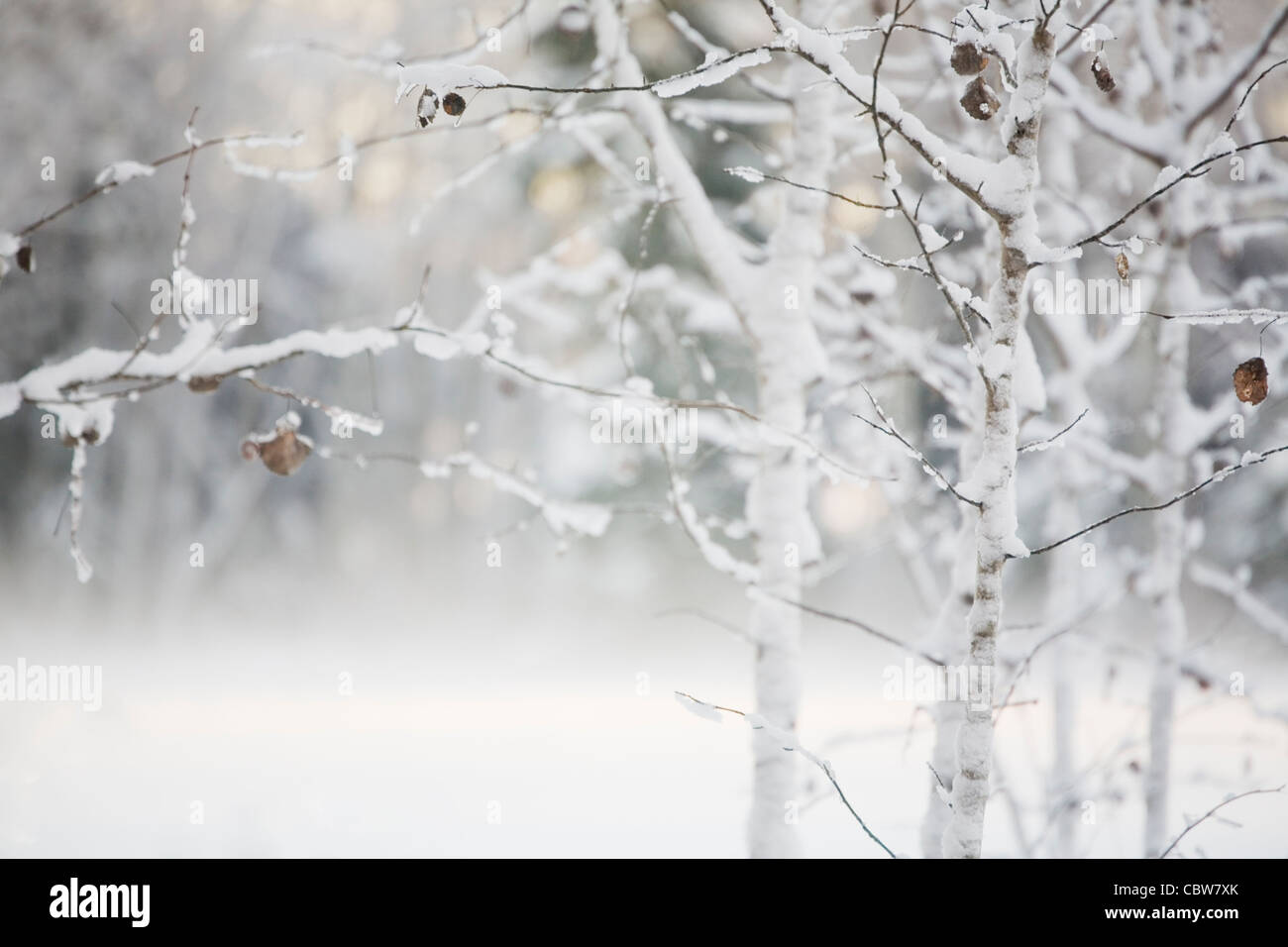 Winter scene with aspen trees Stock Photo - Alamy