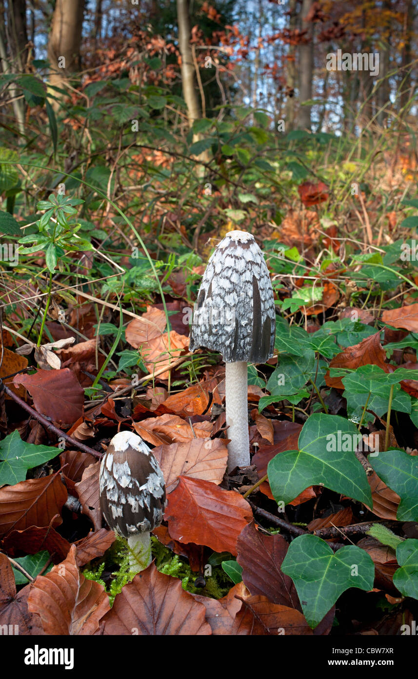 Coprinopsis hi-res stock photography and images - Alamy