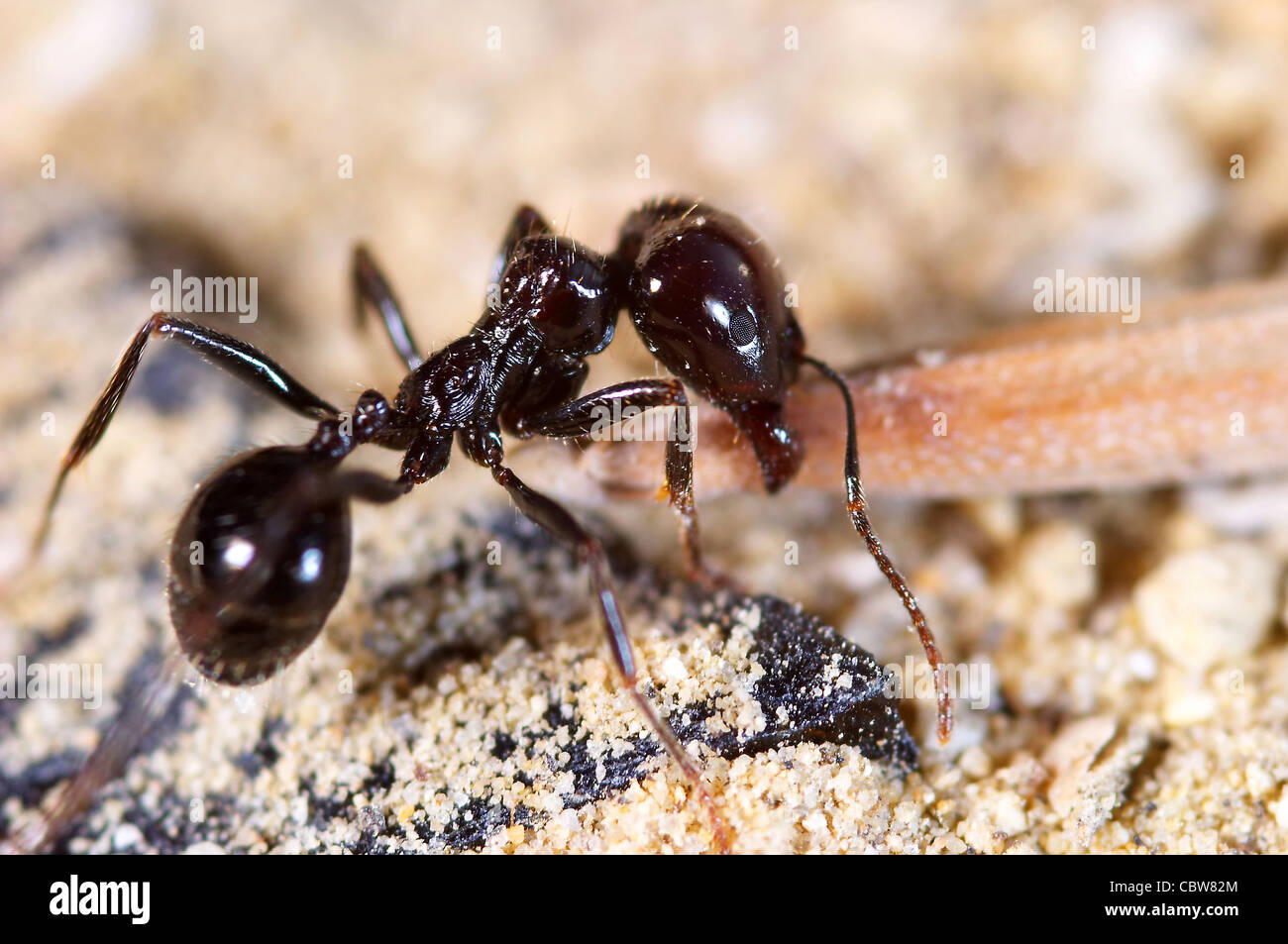 Ant food mouth hi-res stock photography and images - Alamy