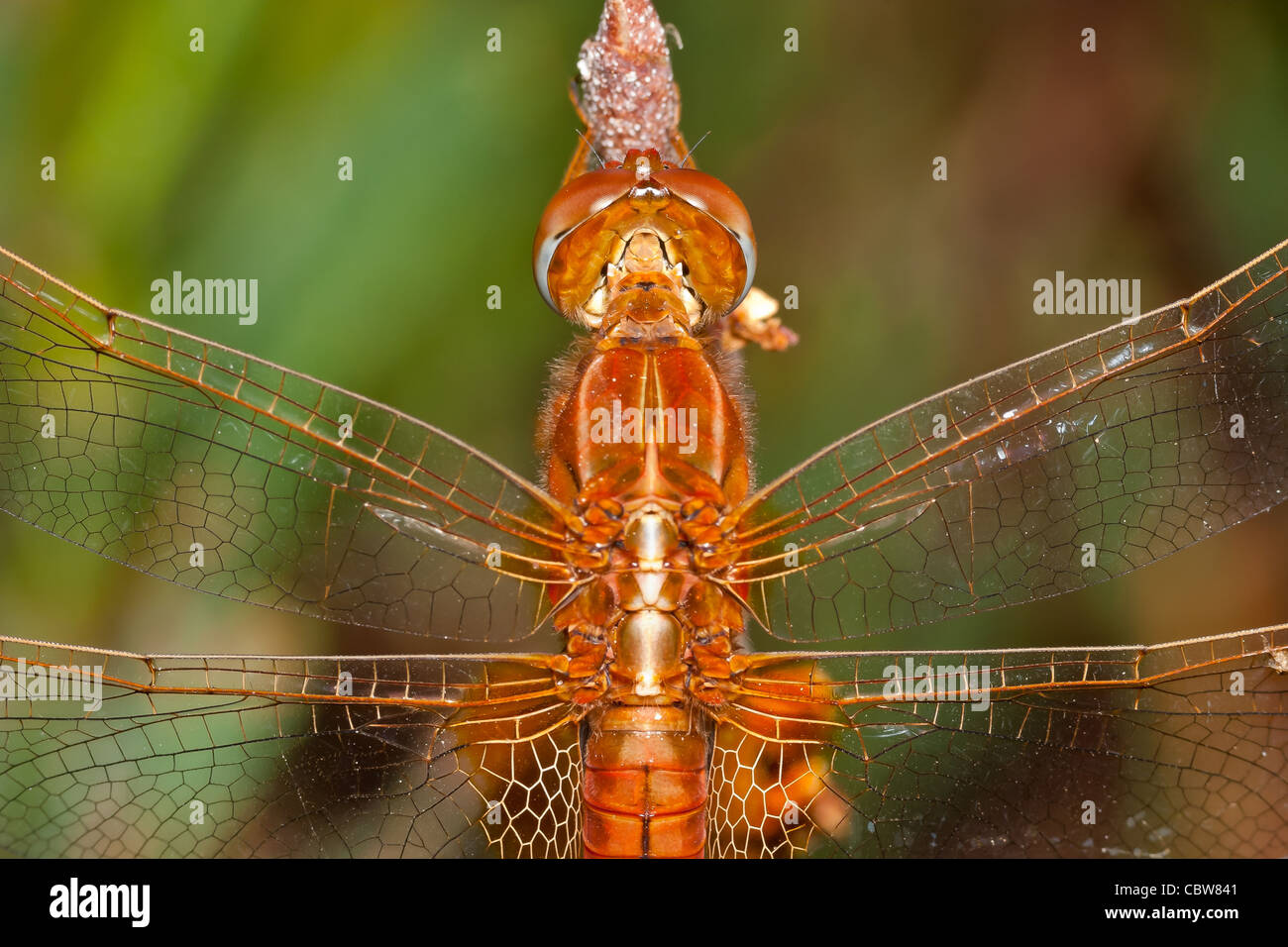 Insect odonata anisoptera libellulidae wings hi-res stock photography ...