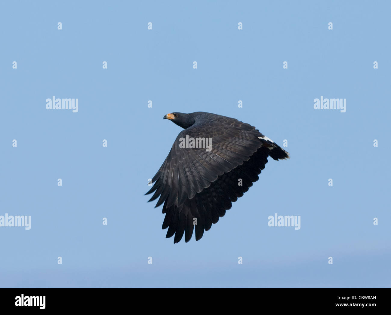 Black hawk buteogallus anthracinus hi-res stock photography and images ...