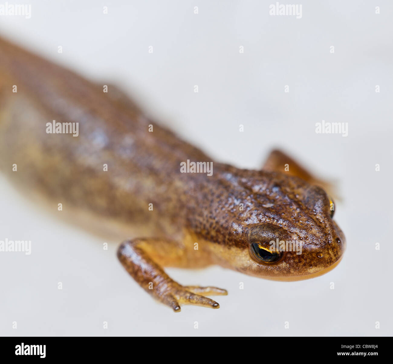 Leg of newt hi-res stock photography and images - Alamy