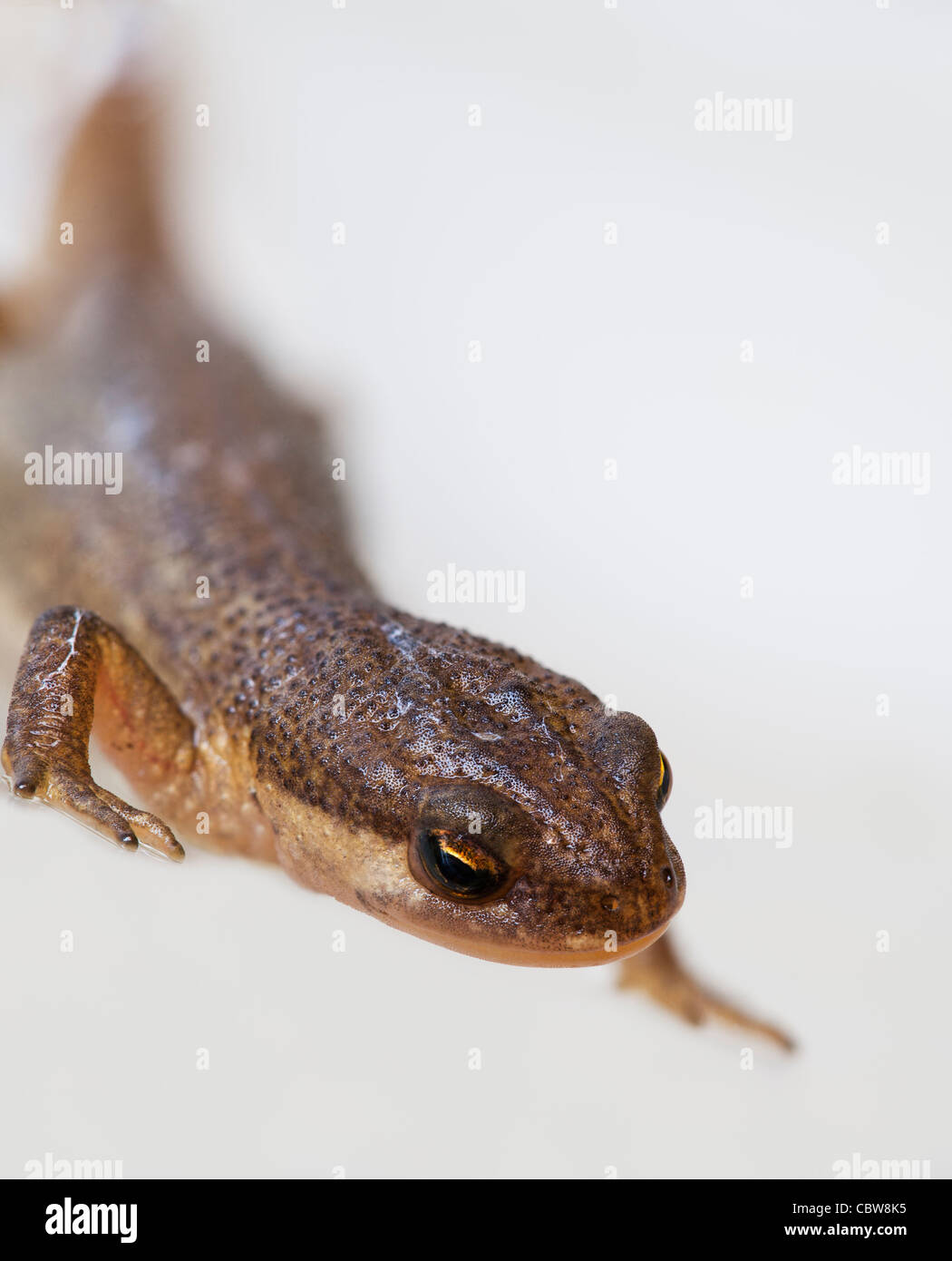 Smooth or Common Newt: Lissotriton (formerly Triturus) vulgaris Stock ...